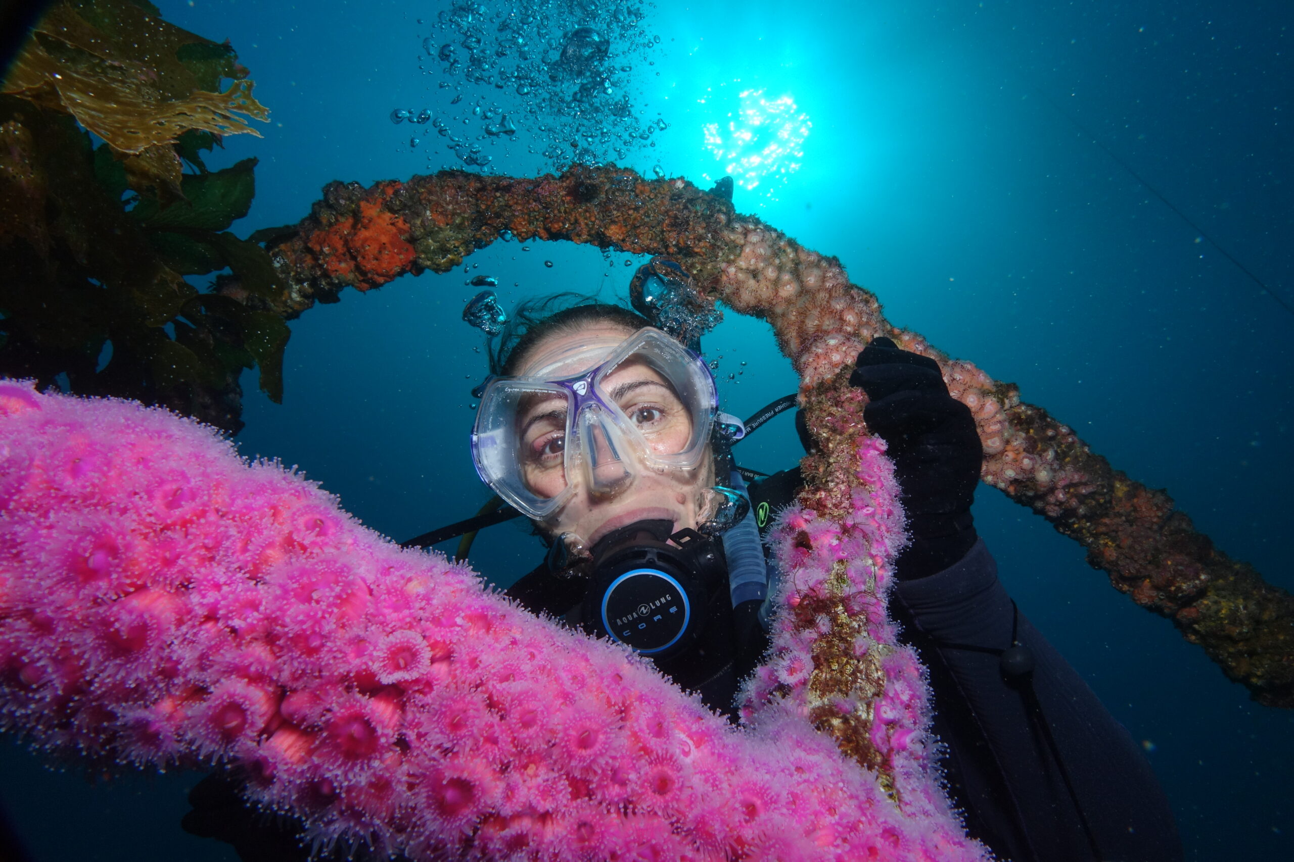 SSI Dive Guide / Divemaster Course - Paihia Dive